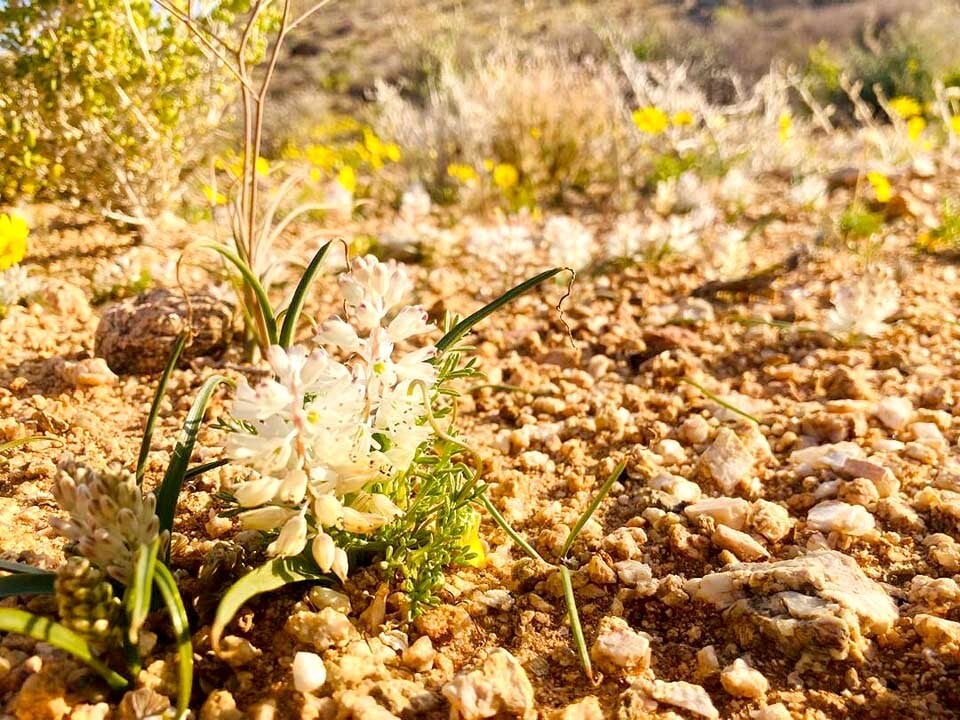 Namibia's Namaqualand: Carpet of flowers covers Namib Desert near Aus