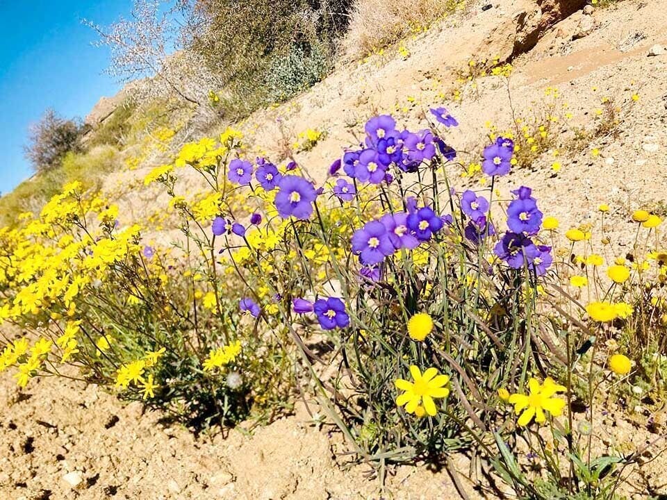 Namibia's Namaqualand: Carpet of flowers covers Namib Desert near Aus