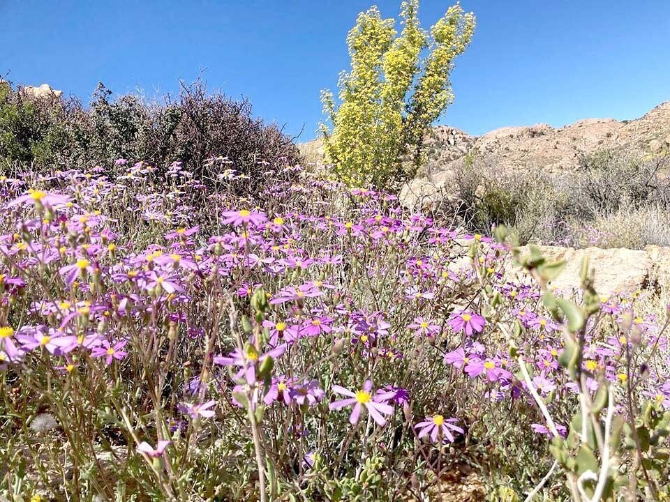 Namibia's Namaqualand: Carpet of flowers covers Namib Desert near Aus