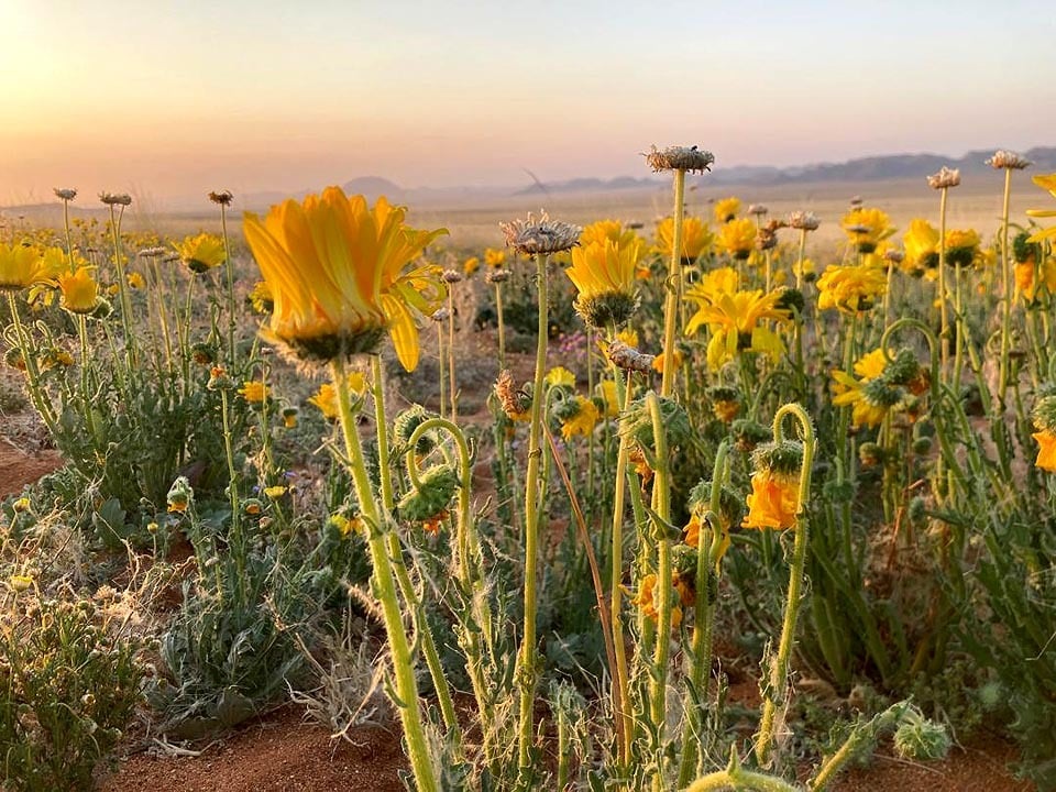 Namibia's Namaqualand: Carpet of flowers covers Namib Desert near Aus
