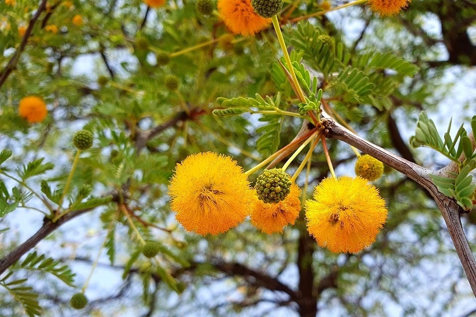 Namibia's trees are blooming like there's no tomorrow