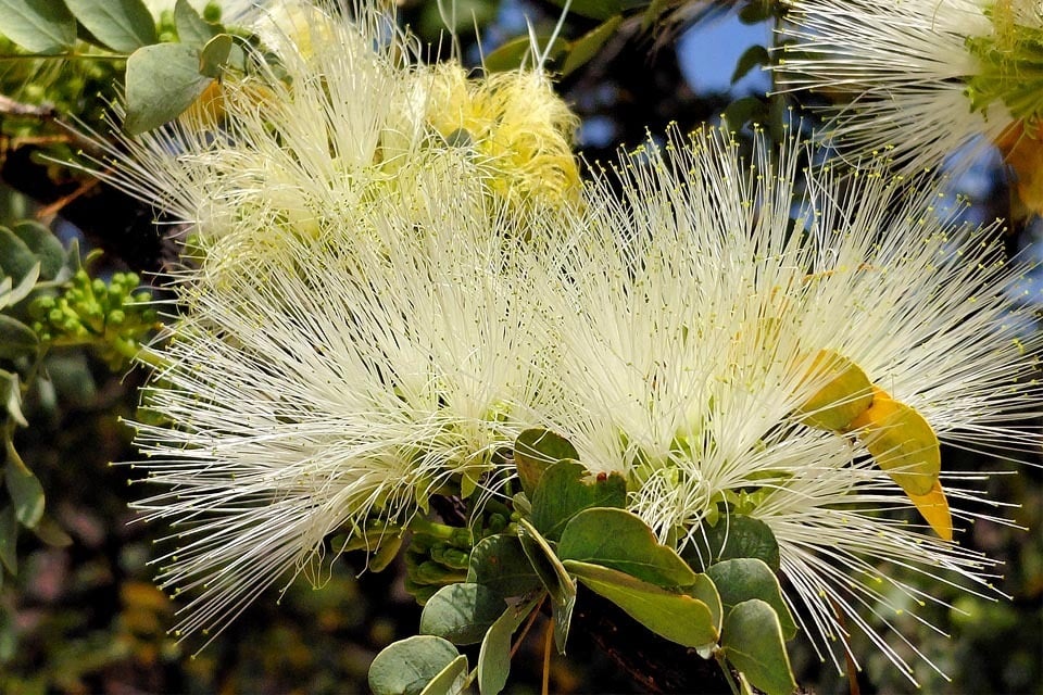 Namibia's trees are blooming like there's no tomorrow
