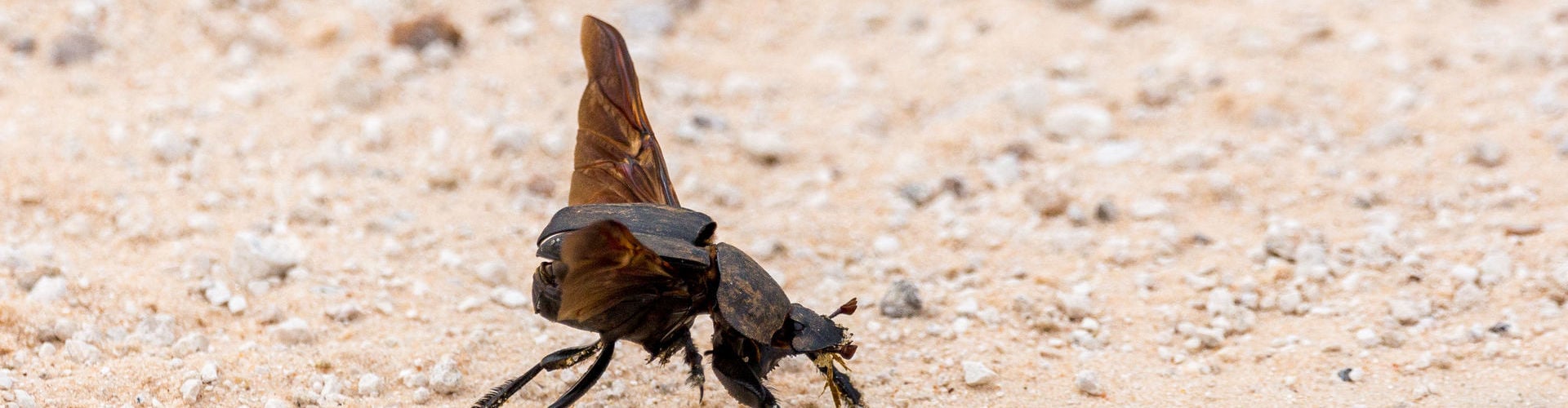 Insects